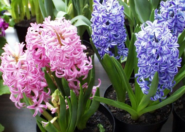 Hyacinter - Info om hyacinter, plantning, pasning og drivning